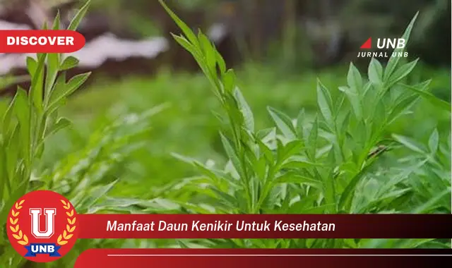 Ketahui 6 Manfaat Daun Kenikir untuk Kesehatan yang Jarang Diketahui Ketahui 6 Manfaat Daun Kenikir untuk Kesehatan yang Jarang Diketahui